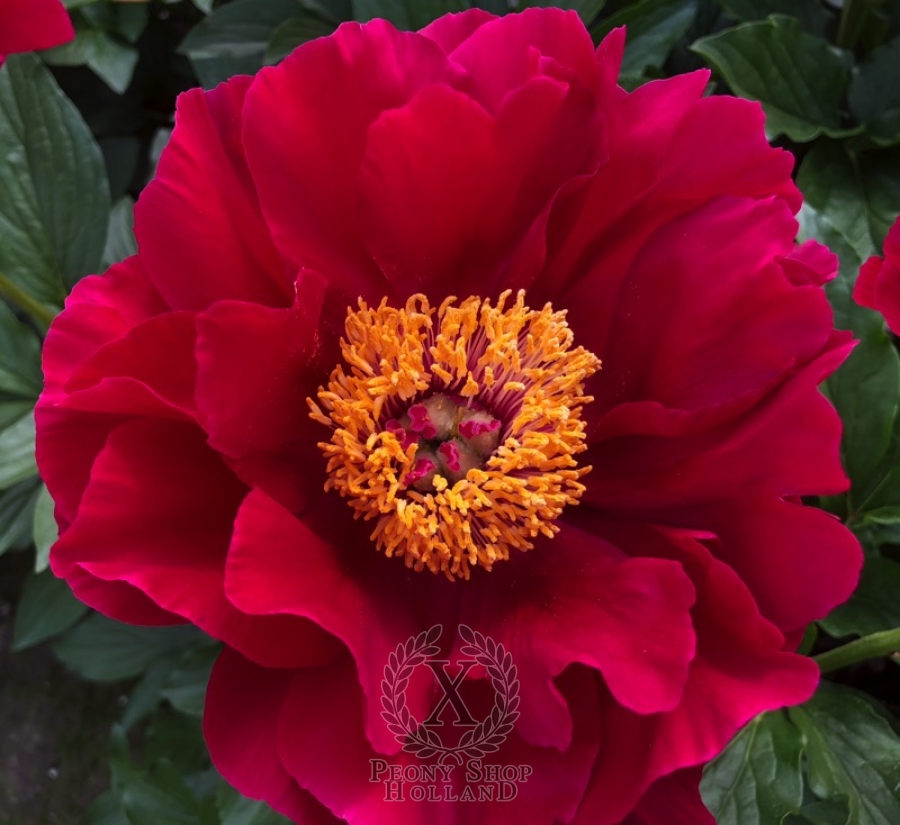 Peony Augean Stables at peony nursery Peonyshop.com