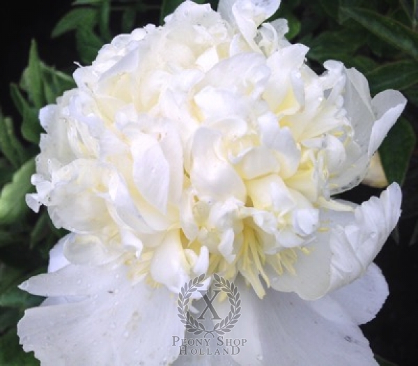 Peony Assortment - Peony Shop Holland