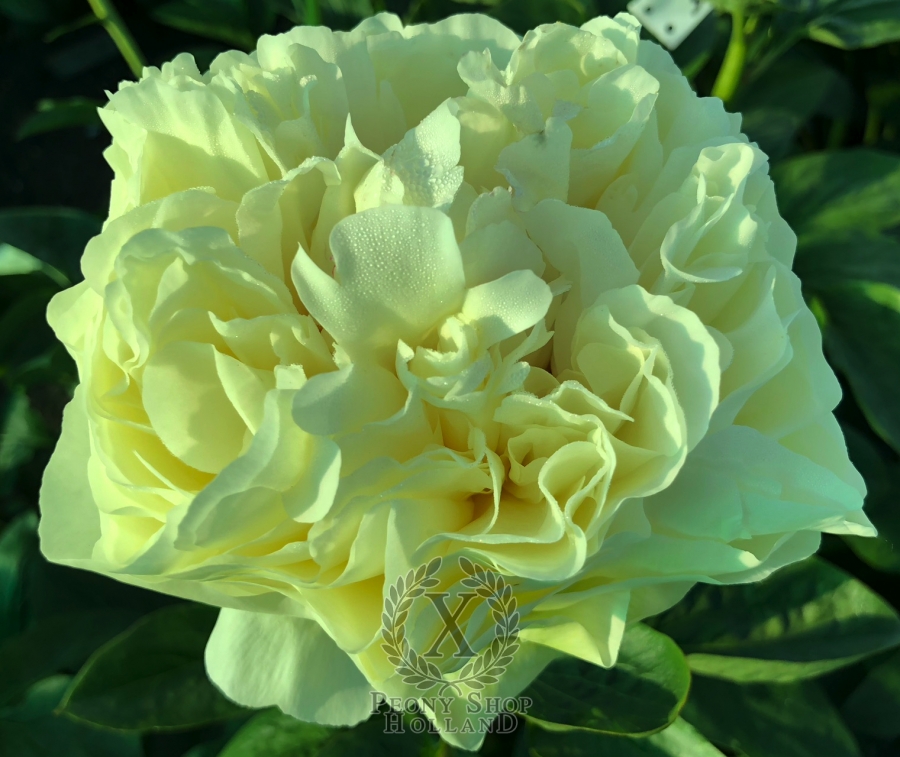 Peony Garden Of Elysium at peony nursery Peonyshop.com