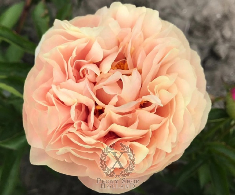 Peony Gates Of Rome at peony nursery Peonyshop.com