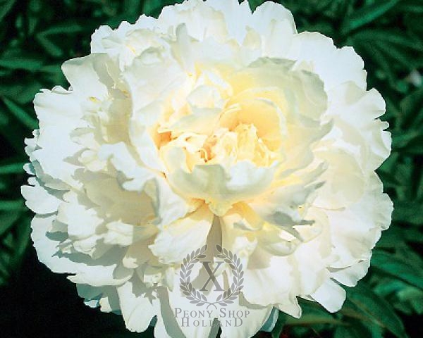 White Peonies and Blushes, full whites & blushes peony assortment