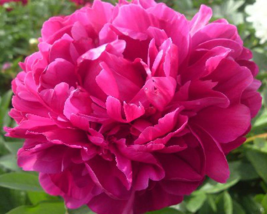 Peony Red Sarah Bernhardt at peony nursery Peonyshop.com Peony Red Sarah Bernhardt at peony nursery Peonyshop.com