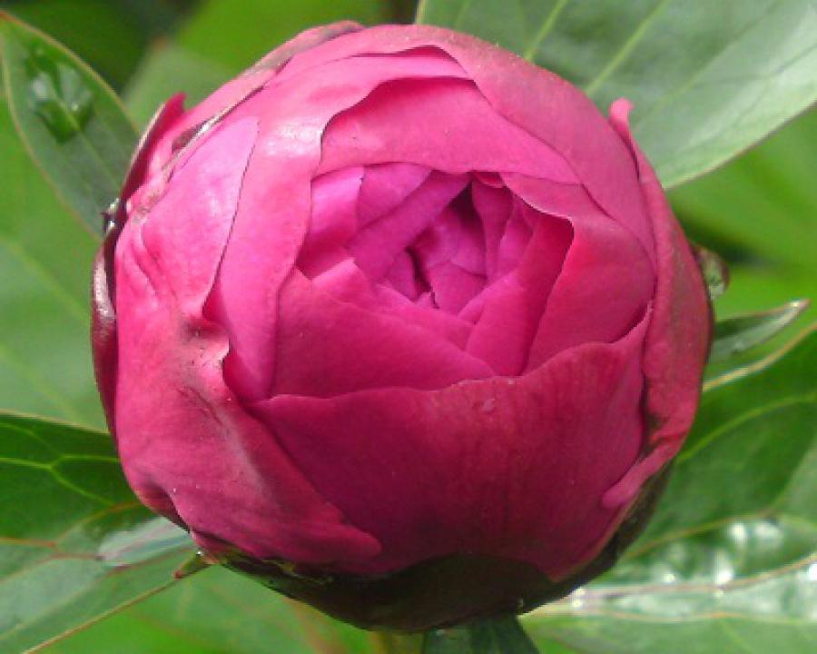Peony Red Sarah Bernhardt at peony nursery Peonyshop.com Peony Red Sarah Bernhardt at peony nursery Peonyshop.com