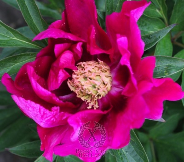 Peony Use: Itoh Hybrid