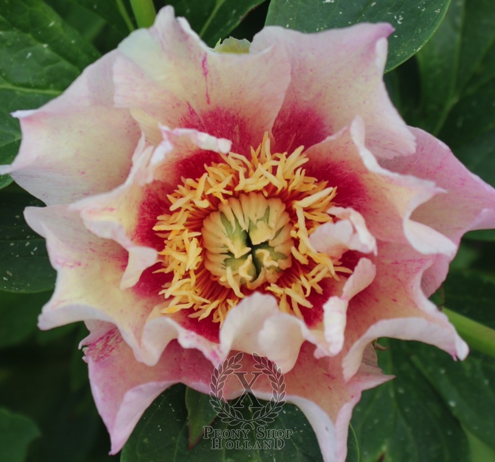 Peony Sonoma Blessing Itoh Hybrid At Peony Nursery