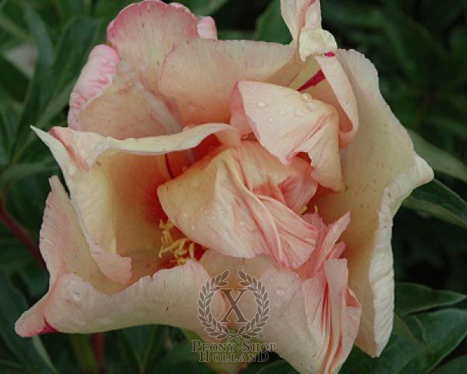 Peony Sonoma Floozy Itoh Hybrid At Peony Nursery
