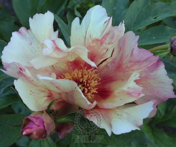 Peony Sonoma Kaleidoscope Itoh Hybrid At Peony Nursery