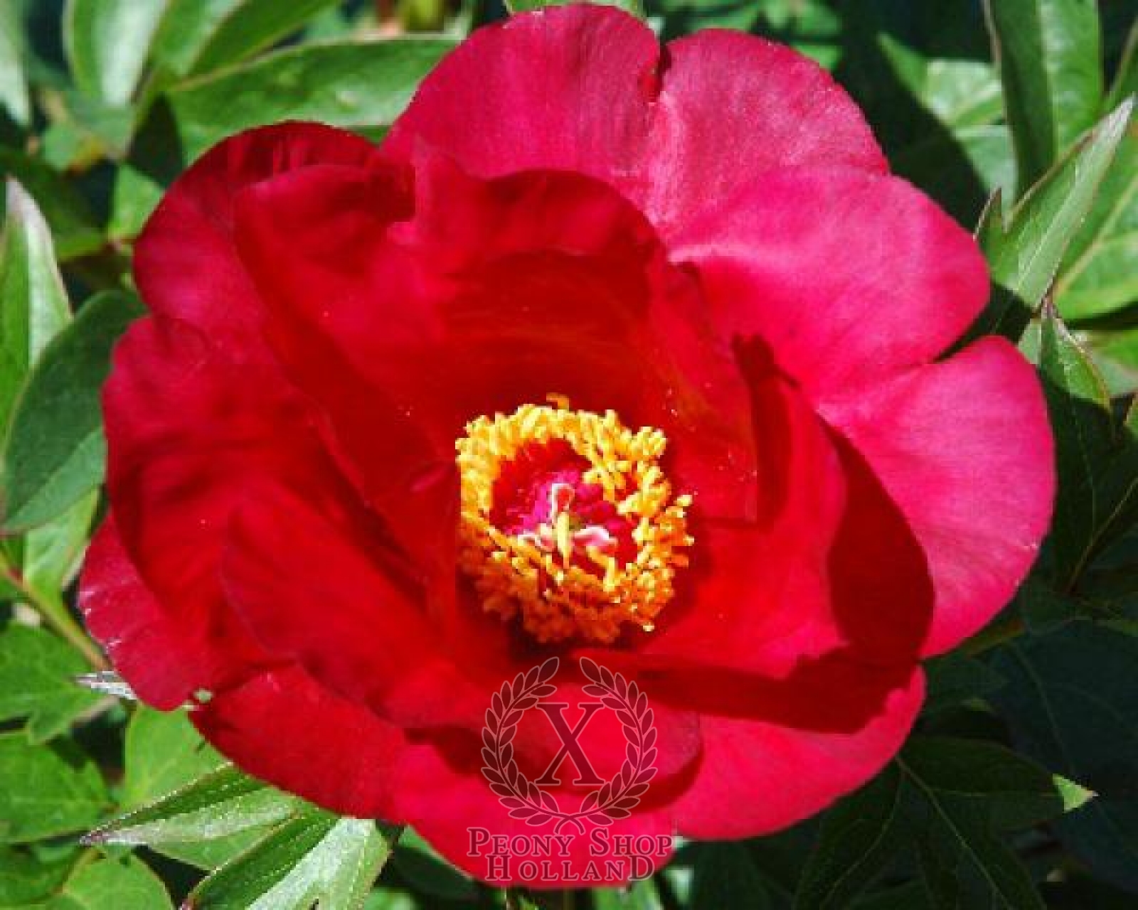 Peony Sonoma Velvet Ruby Itoh Hybrid At Peony Nursery