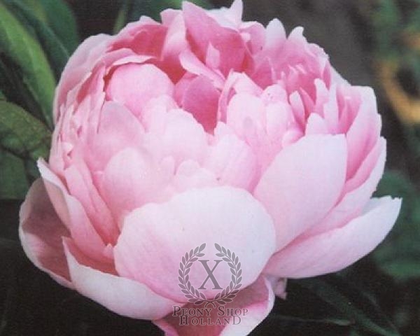 Peony Flower Season: Late