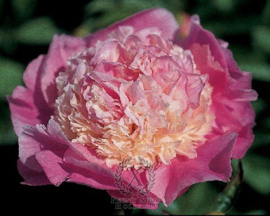 Peony She S My Star at peony nursery Peonyshop.com