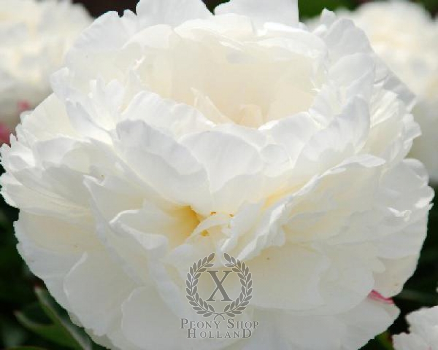 Peony Silver Slippers at peony nursery Peonyshop.com