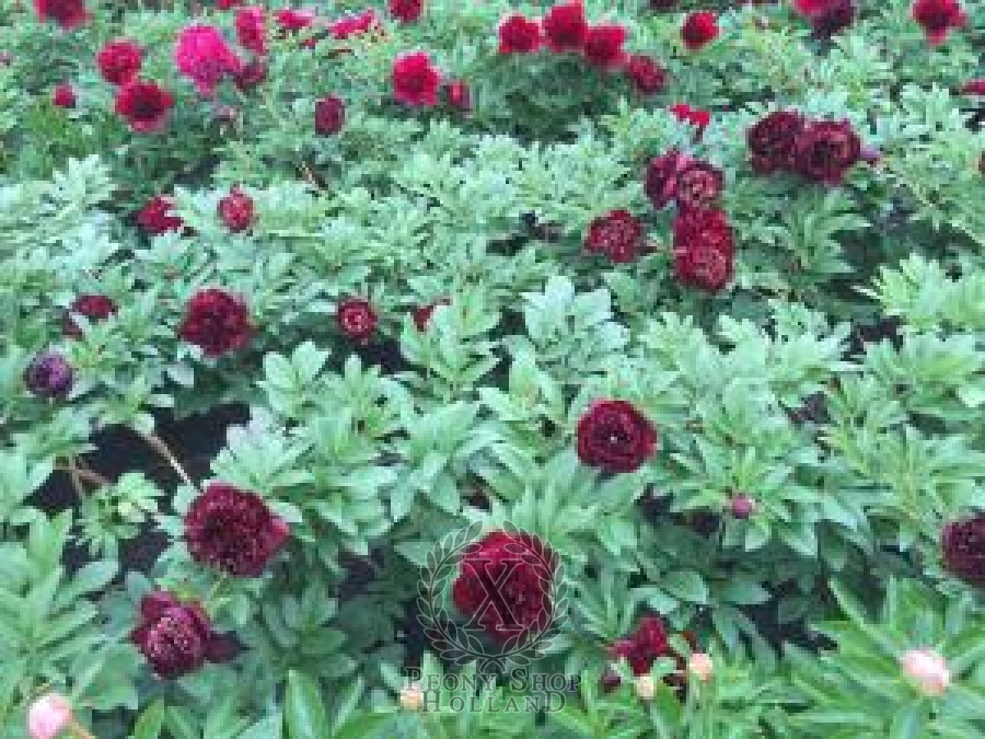 Peony Bob at peony nursery Peonyshop.com