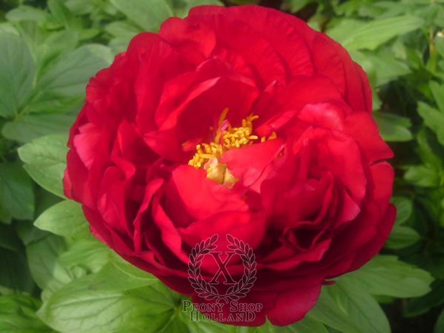 Peony Heritage At Peony Nursery