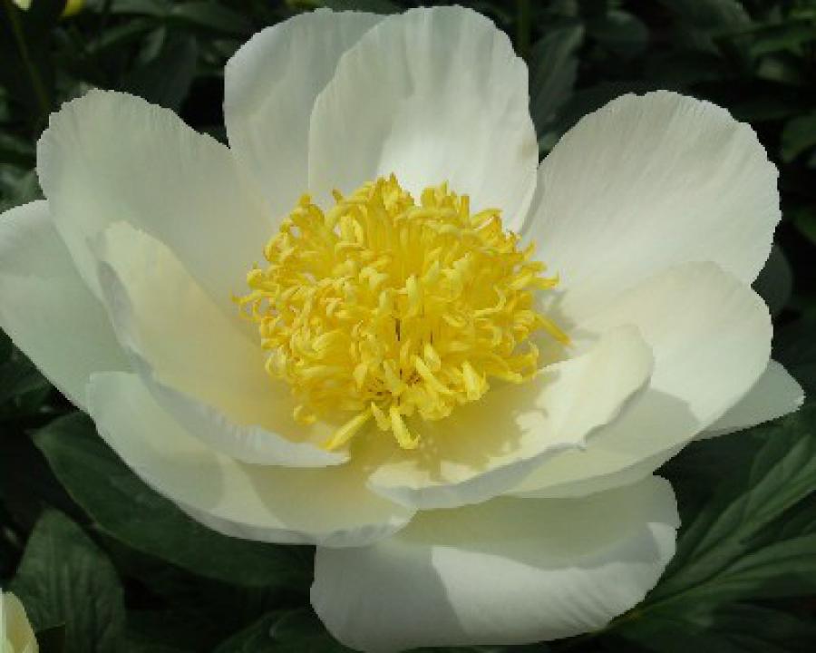 Peony Jan Van Leeuwen At Peony Nursery