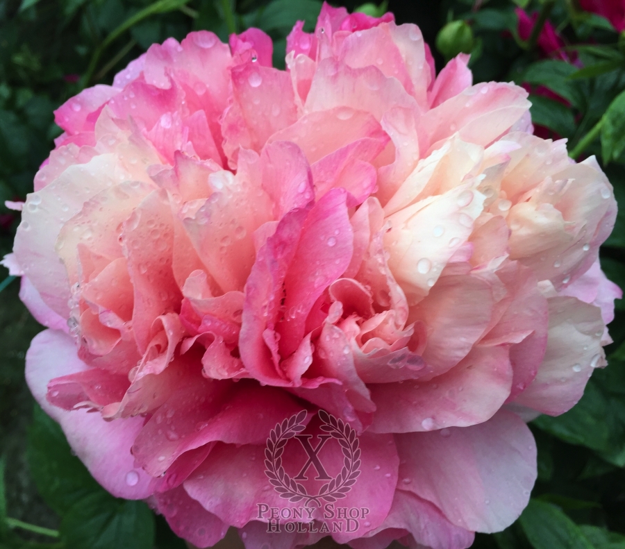 Peony Glory Of Rome at peony nursery Peonyshop.com