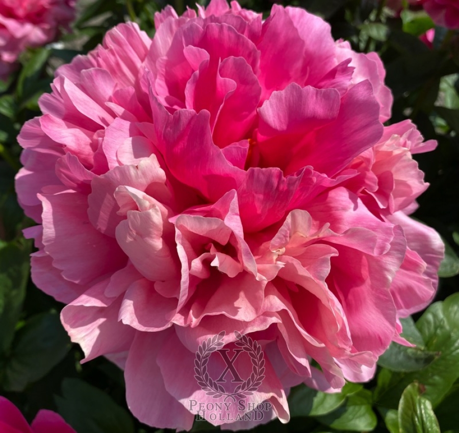 Peony Glory Of Rome at peony nursery Peonyshop.com