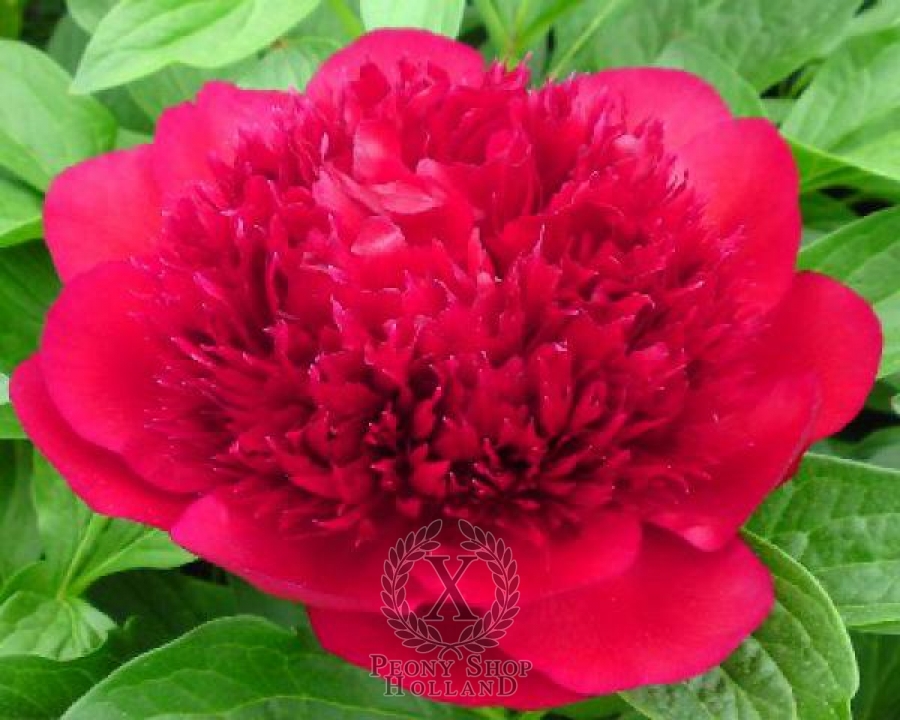 Peony Red Charm at peony nursery Peonyshop.com