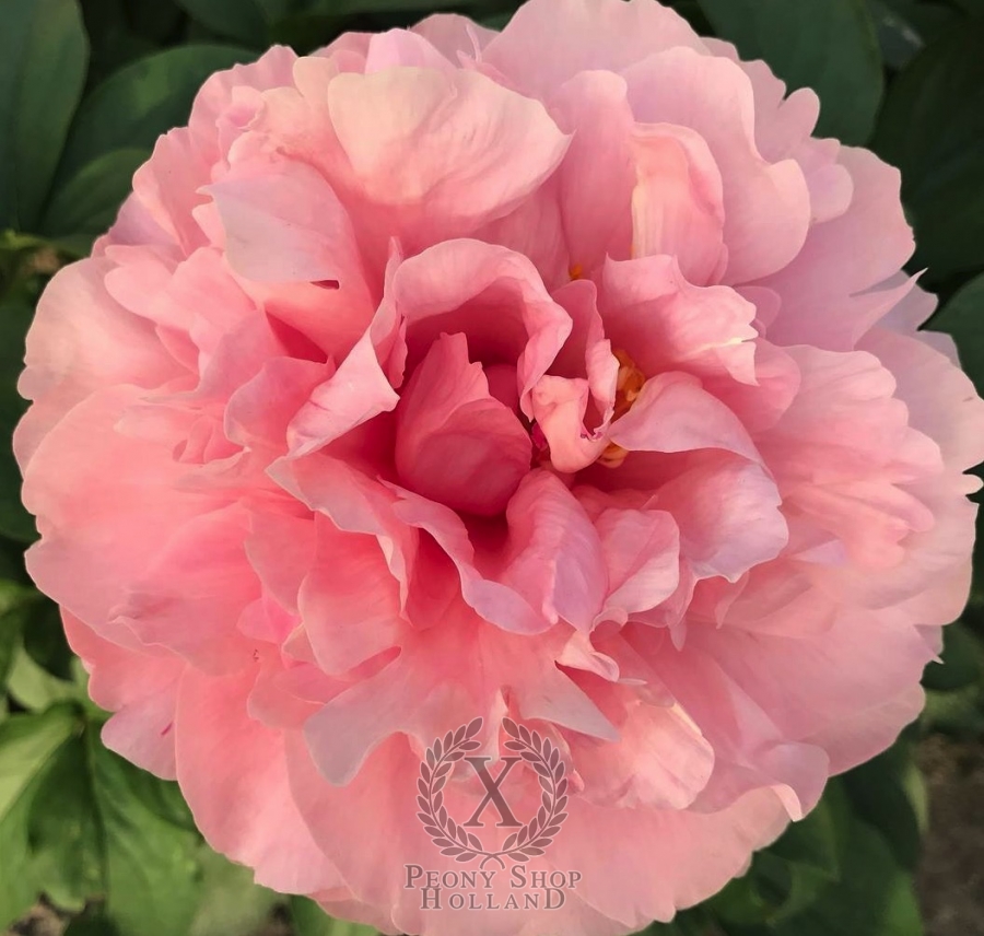 Peony River Styx at peony nursery Peonyshop.com