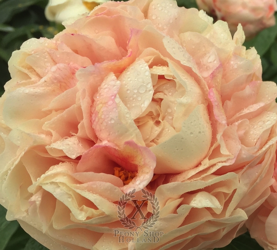 Peony Tiberius at peony nursery Peonyshop.com