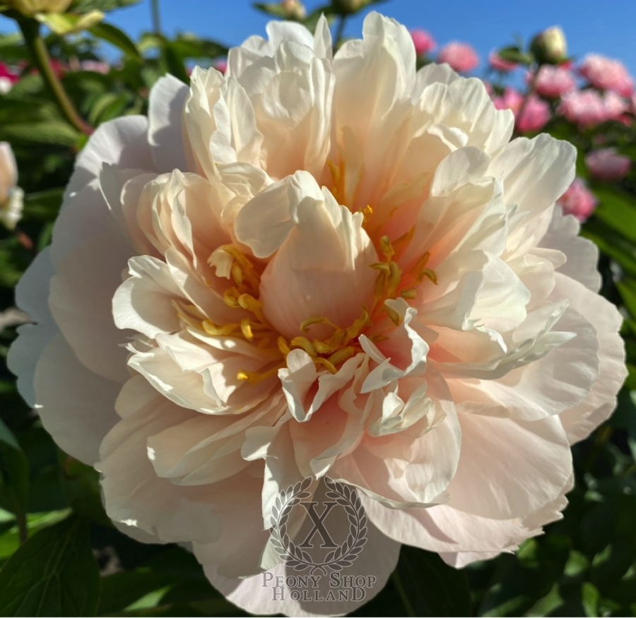 Peony Titus at peony nursery Peonyshop.com