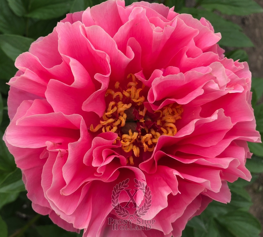 Peony Venus In The Shell at peony nursery Peonyshop.com