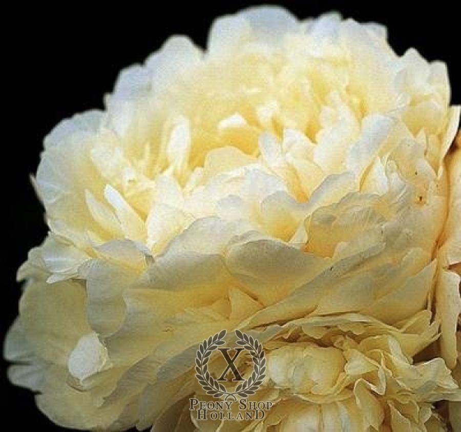 Peony Puffed Cotton at peony nursery Peonyshop.com