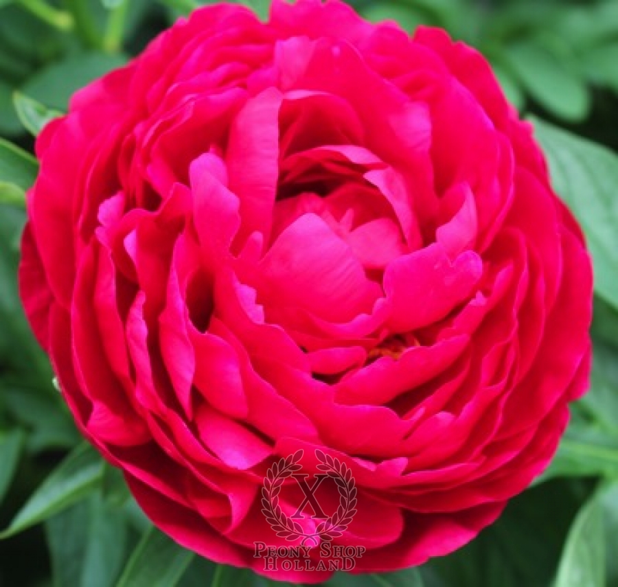 Peony King S Ransom at peony nursery Peonyshop.com